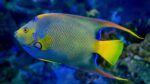 Angelfish Guide: Types, Traits, Habitat, and Care Tips