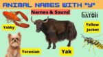 Top Animals That Start With Y: Fascinating Wildlife List