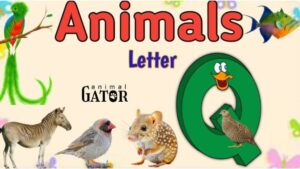 Animals That Start with Q: Quokka, Quail & More | AnimalGator