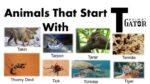Top Animals That Start with T: Facts, Habitats & Traits