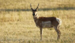 Antelope: Types, Habitats, Behavior, and Conservation Insights
