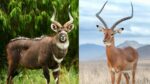 Antelope: Types, Habitats, Behavior, and Conservation Insights