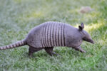 Armadillo Facts: Habitat, Behavior, Diet, and Conservation Status