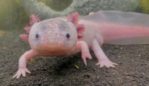 Axolotl: Unique Salamander, Regeneration, and Conservation Status