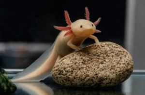 Axolotl: Unique Salamander, Regeneration, and Conservation Status