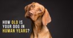 Dog Age Calculator (in Human Years) | Accurate Dog Age Calculator