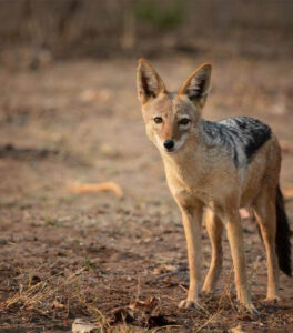 Jackal: Species, Habits, and Conservation Insights