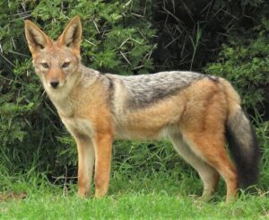 Jackal: Species, Habits, and Conservation Insights