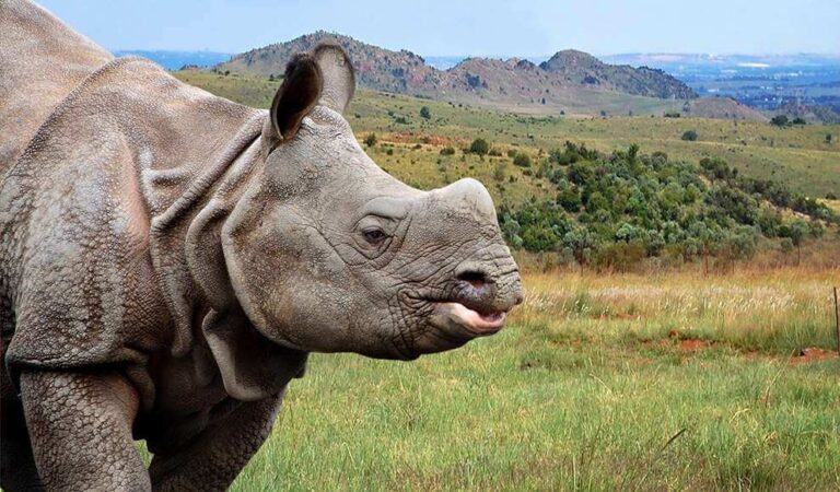 Javan Rhinoceros: Facts, Habitat, Behavior, and Conservation