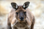 Kangaroo: Habitat, Behavior, Diet, and Conservation Explained