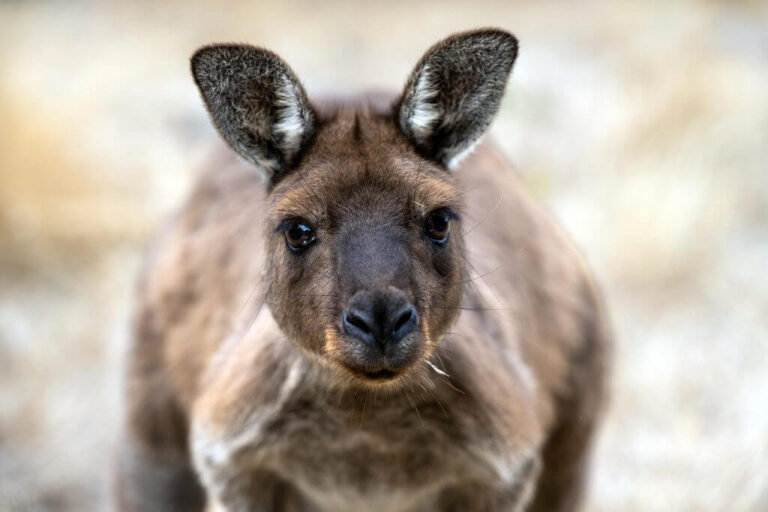 Kangaroo: Habitat, Behavior, Diet, and Conservation Explained