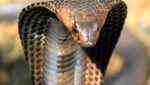 King Cobra: Facts on the World's Longest Venomous Snake