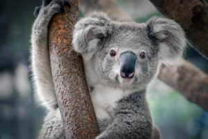 Koala: Classification, Habitat, Behavior, and Conservation