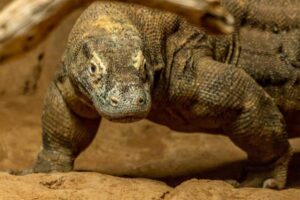 Komodo Dragon: Facts, Habitat, Behavior, and Conservation