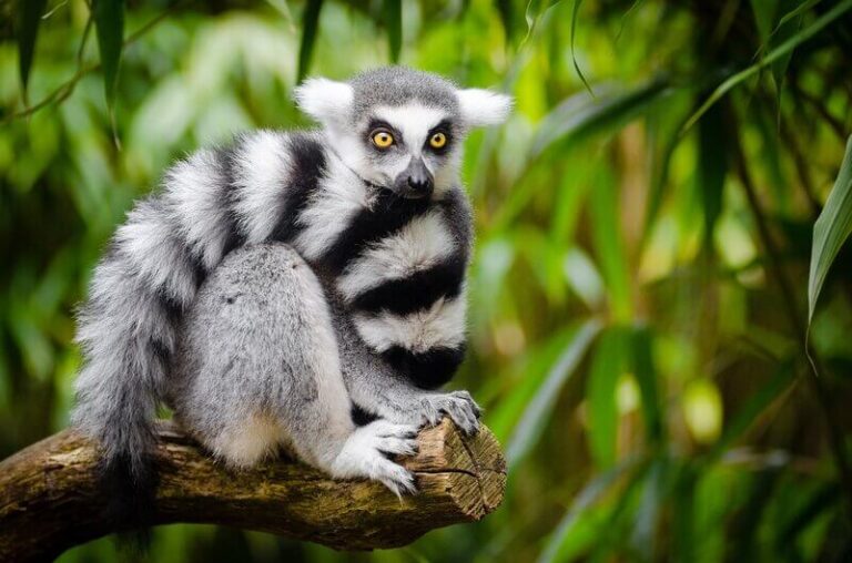 Lemur: Guide to Species, Behavior, and Conservation