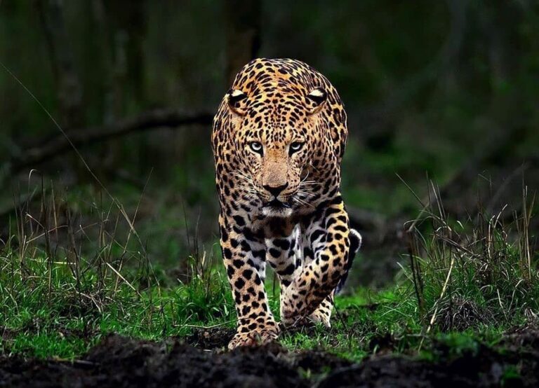 The Leopard: Facts, Habitat, Behavior, and Conservation Status