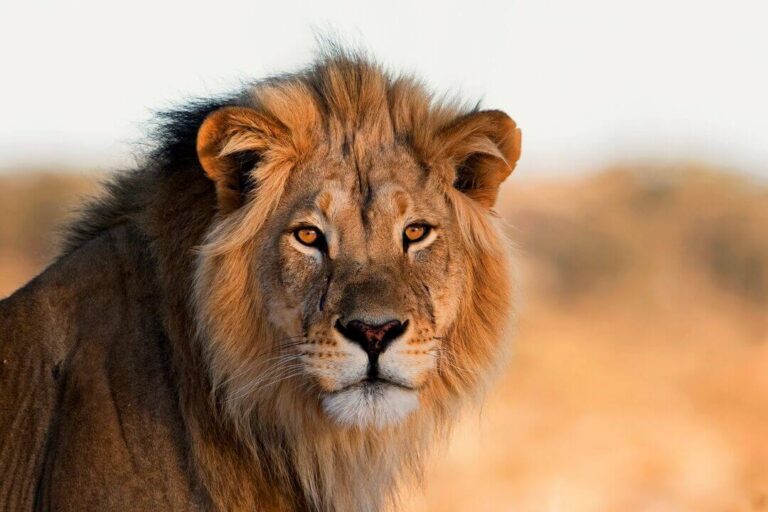 Lion: King of the Jungle – Facts, Behavior, and Conservation