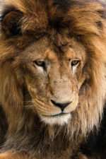 Lion: King of the Jungle – Facts, Behavior, and Conservation