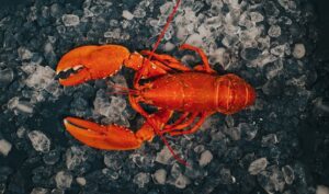 Lobster: Classification, Behavior, Diet, & Conservation Facts