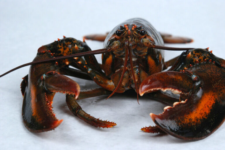 Lobster: Classification, Behavior, Diet, & Conservation Facts