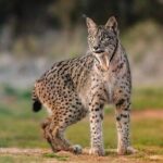 Lynx: Classification, Traits, Habitat, and Conservation Status
