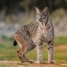 Lynx: Classification, Traits, Habitat, and Conservation Status