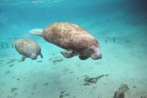 Manatee Facts: Classification, Habitat, Behavior & Conservation