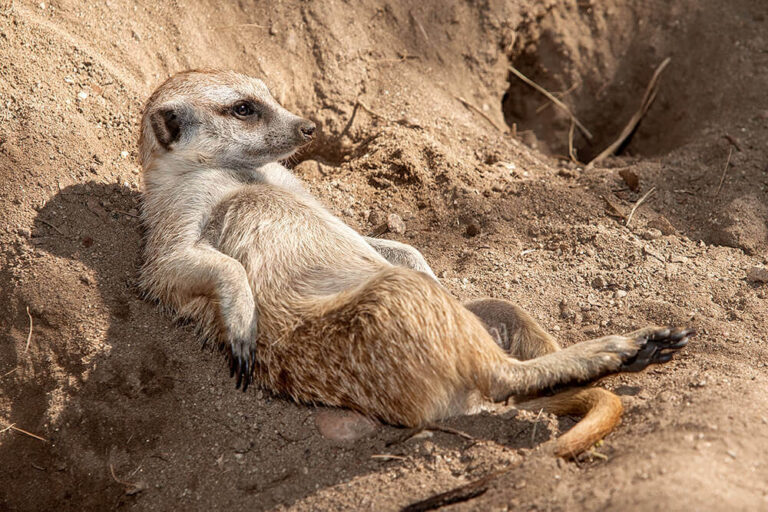 Meerkat: Fascinating Facts, Behavior, and Conservation Status
