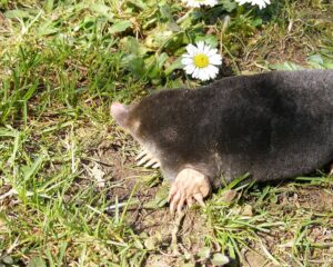 Mole: Ecology, Behavior, and Evolution of Burrowing Mammals