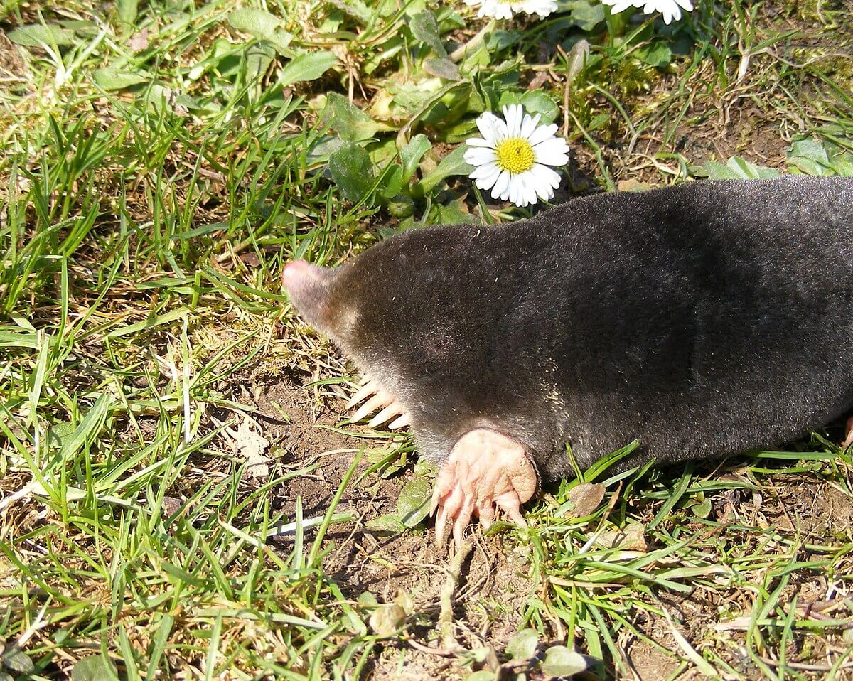 Mole: Ecology, Behavior, and Evolution of Burrowing Mammals