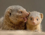 Mongoose: Habitat, Behavior, Diet, Conservation & Interesting Facts