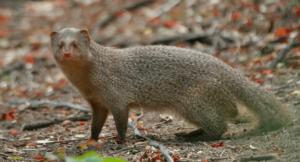 Mongoose: Habitat, Behavior, Diet, Conservation & Interesting Facts