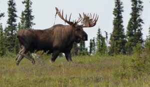 Moose: Size, Habitat, Behavior, Diet, and Conservation Facts