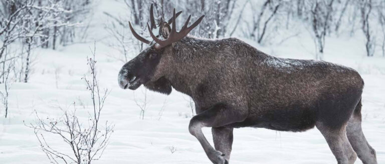 Moose: Size, Habitat, Behavior, Diet, and Conservation Facts