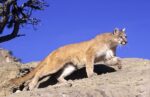 Mountain Lion (Cougar): Facts, Habitat, Behavior & Conservation