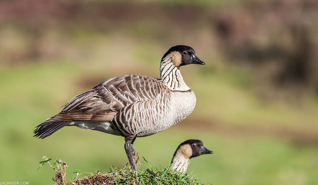 Nene: Hawaii's Endemic Goose - Facts, History & Conservation