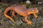 Newt: Biology, Behavior, and Conservation Facts | AnimalGator