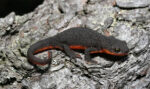 Newt: Biology, Behavior, and Conservation Facts | AnimalGator