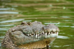 Nile Crocodile: Facts, Habitat, Behavior, and Conservation