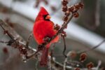 Northern Cardinal: Facts, Habitat, Behavior, and Conservation