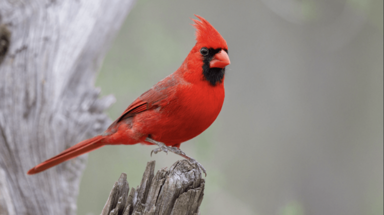 Northern Cardinal: Facts, Habitat, Behavior, and Conservation