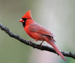 Northern Cardinal: Facts, Habitat, Behavior, and Conservation