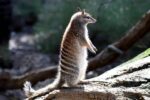 Numbat: Facts, Habitat, Diet, Behavior, and Conservation Status