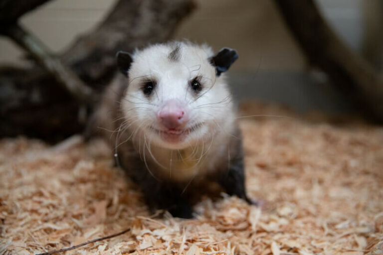 Opossum: Discover the Fascinating World of Opossums