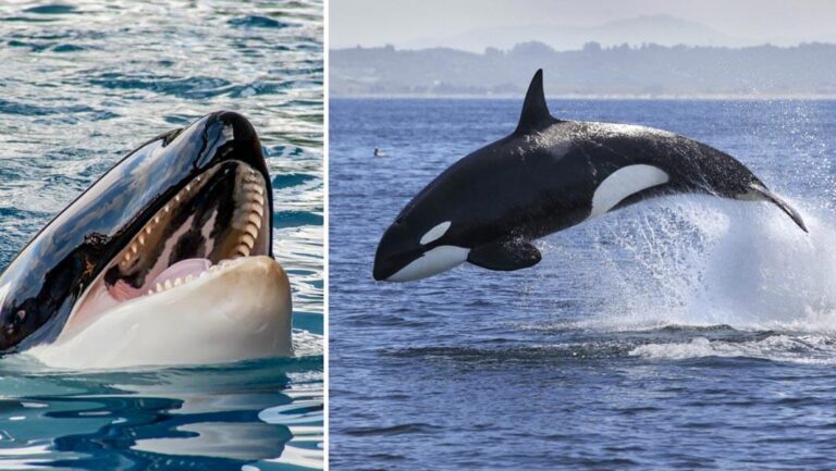 Orca: Discover the Fascinating World of Orcas (Killer Whales)