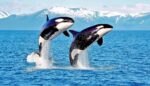 Orca: Discover the Fascinating World of Orcas (Killer Whales)