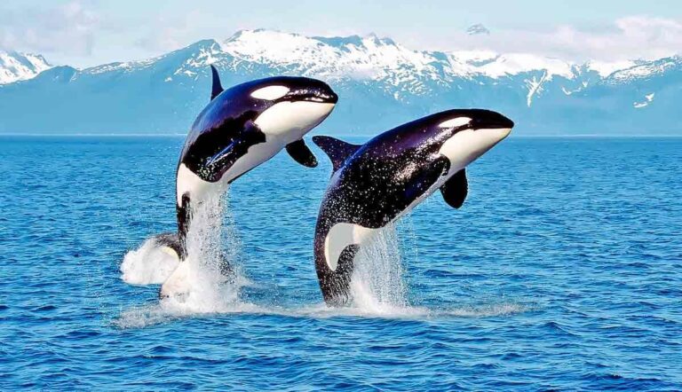 Orca: Discover the Fascinating World of Orcas (Killer Whales)