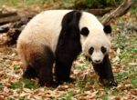 Pandas: Habitat, Diet, and Conservation | AnimalGator