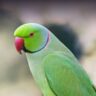 Parrots: Colors, Behavior, and Conservation Facts