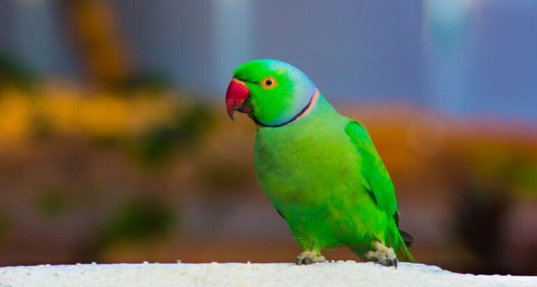Parrots: Colors, Behavior, and Conservation Facts